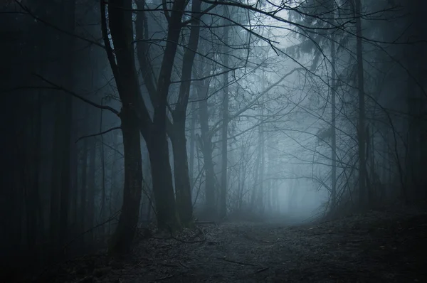 Horror forest Stock Photos, Royalty Free Horror forest Images ...