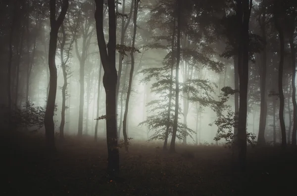 Dark misty spooky forest — Stock Photo © photocosma #74295221