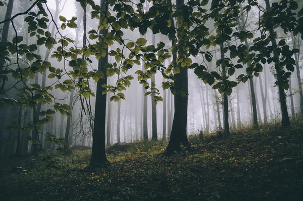 Dark foggy forest background — Stock Photo © photocosma #323986718