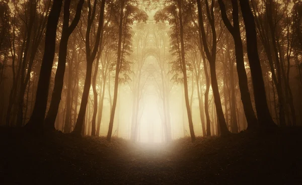 Mysterious forest with fog Stock Photo by ©photocosma 53749173