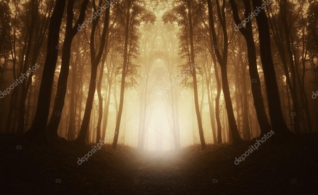 Golden light in dark forest Stock Photo by ©photocosma 74299389