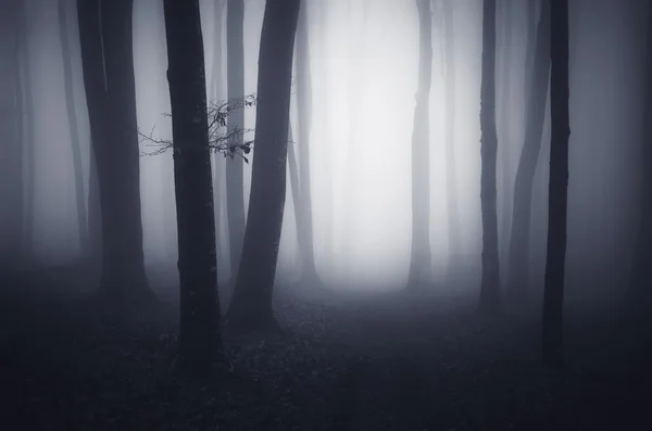 spooky dark forest with trees - Stock Image - Everypixel