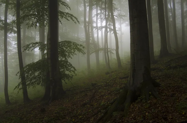 Dark spooky misty forest Stock Photo by ©photocosma 74304891