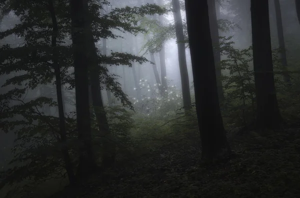 dark spooky misty forest - Stock Image - Everypixel
