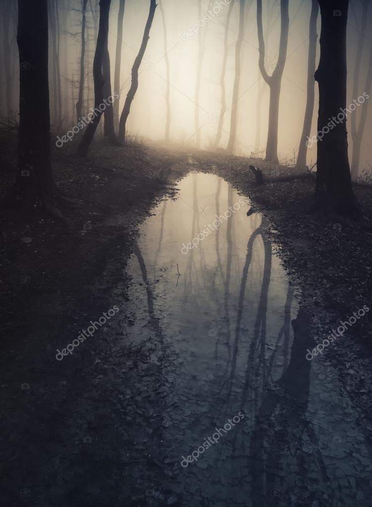 Dark lake in spooky forest — Stock Photo © photocosma #74302085