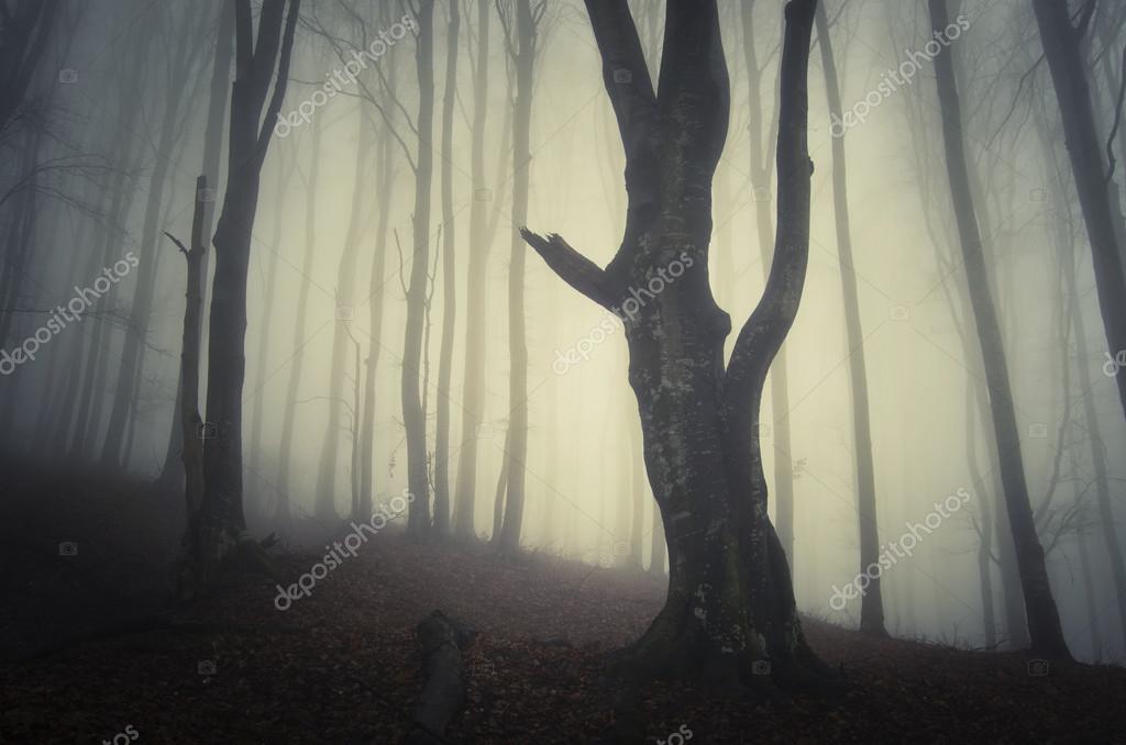 Dark misty spooky forest Stock Photo by ©photocosma 74302223
