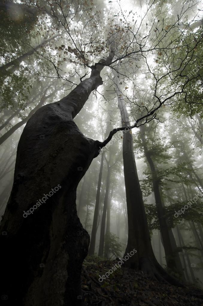 Dark spooky misty forest Stock Photo by ©photocosma 74304891