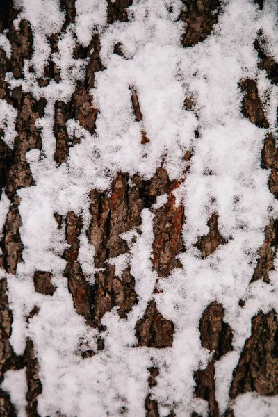 Tree dandruff Stock Photos, Royalty Free Tree dandruff Images ...