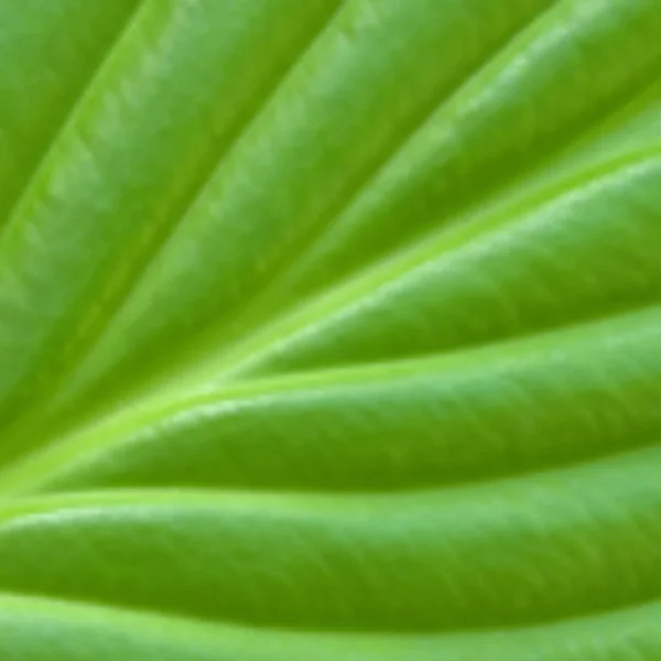 16,108,761 Curve leaf Vector Images | Depositphotos