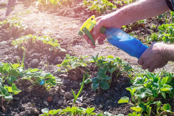 Spray bushes Stock Photos, Royalty Free Spray bushes Images | Depositphotos