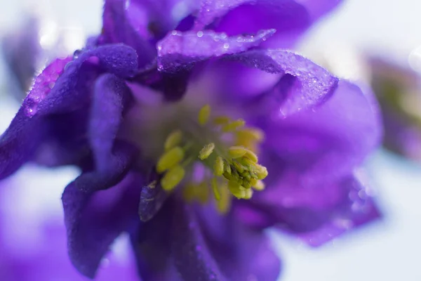 Beautyful delicate wet violet flower.Purple columbine floret in bloom ...