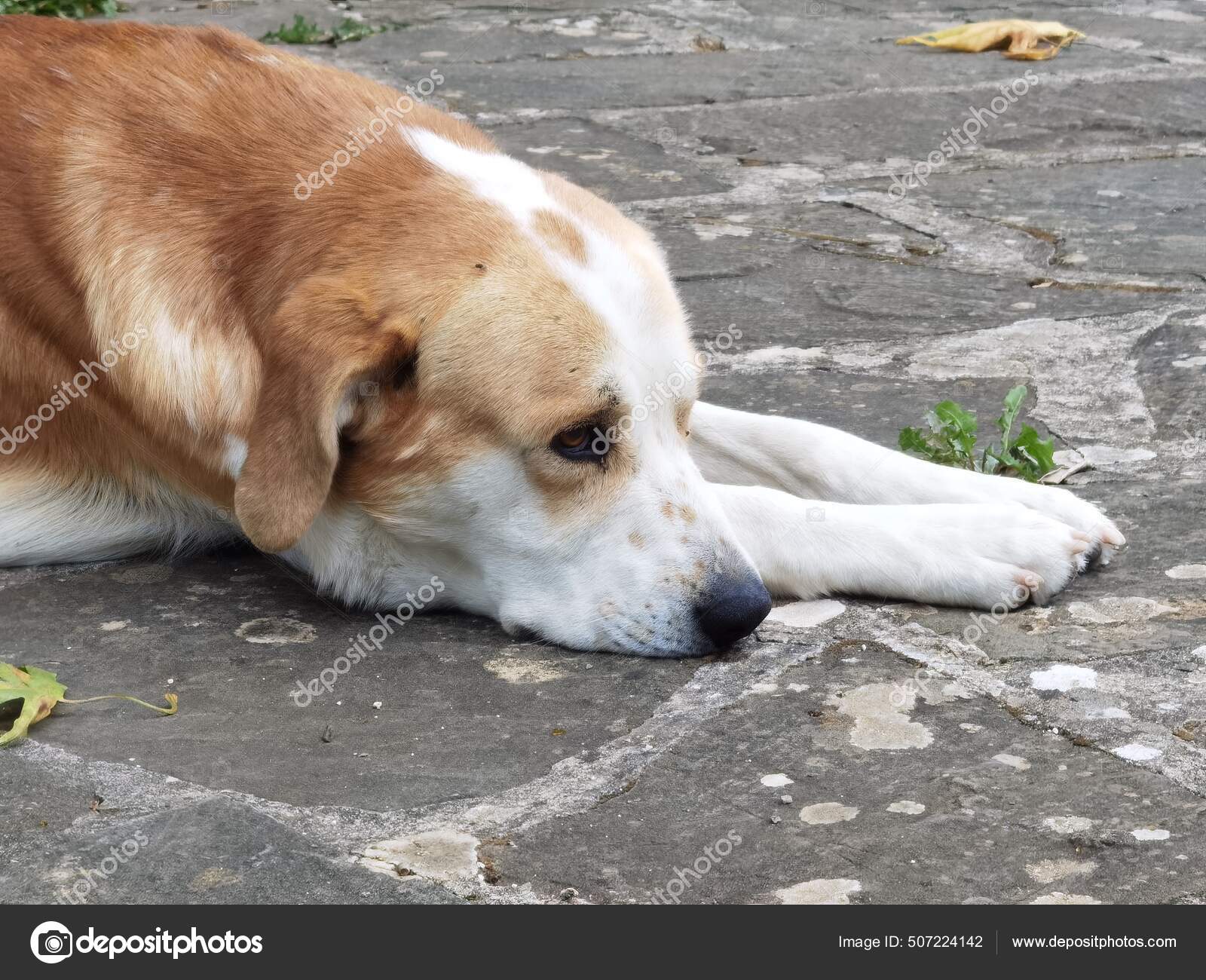 Dog Sleeping Top View Yard Rocky Surface — Stock Photo © steilemas ...