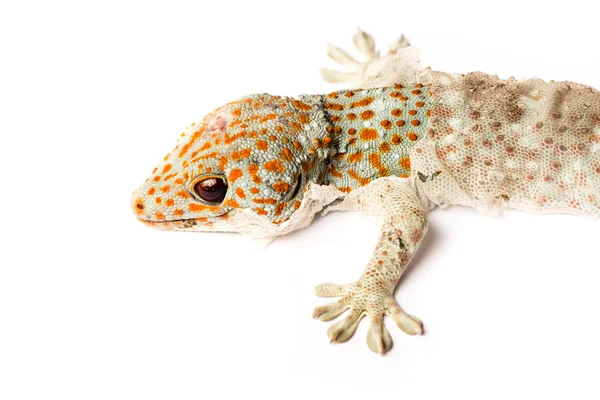 Albino leopard gecko Stock Photos, Royalty Free Albino leopard gecko ...