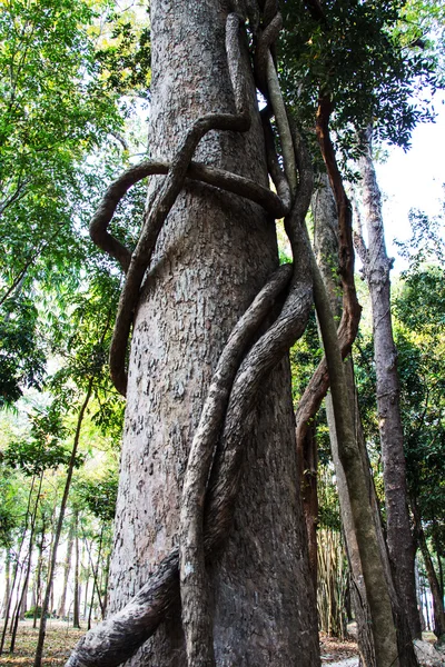 Double helix tree Stock Photos, Royalty Free Double helix tree Images ...
