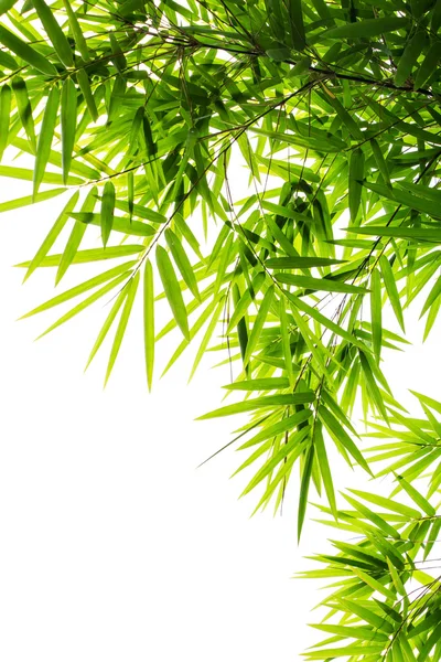 Beautiful bamboo leaves border over white background — Stock Photo ...