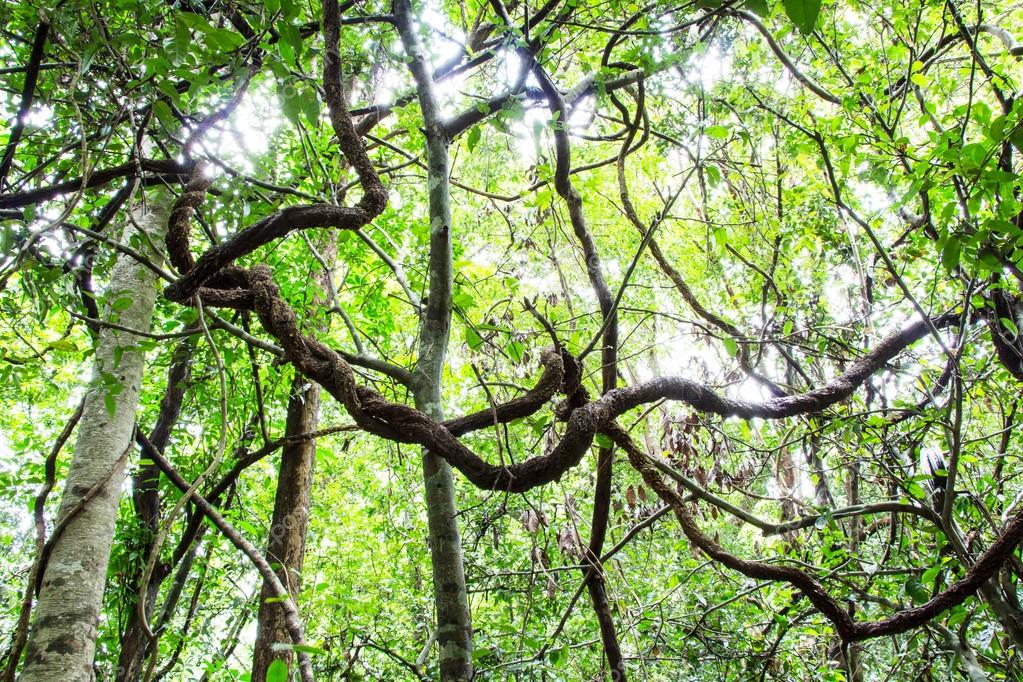 Vines In The Tropical Rainforest