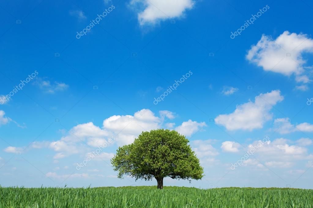 Single tree in a green field with blue sky and white clouds — Stock ...