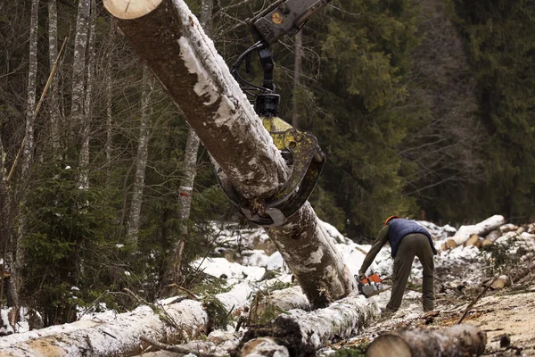 Winter logging Stock Photos, Royalty Free Winter logging Images ...