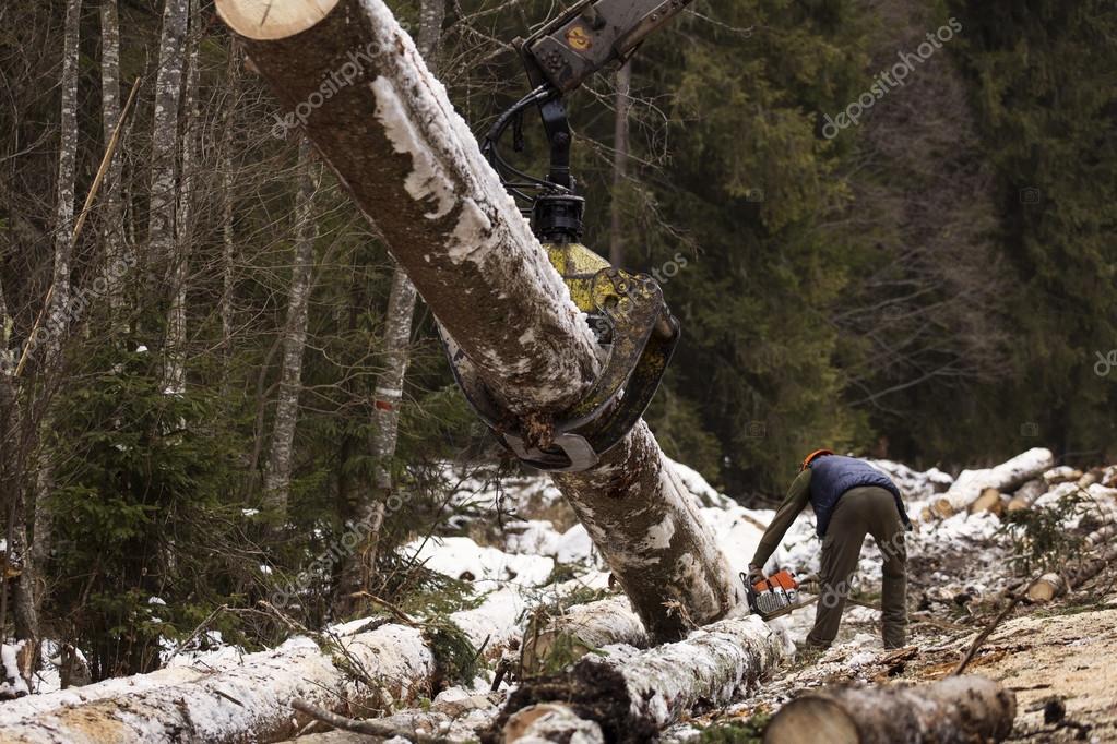 Woodcutter using a chain saw to cut the tree trunk into logs Stock ...