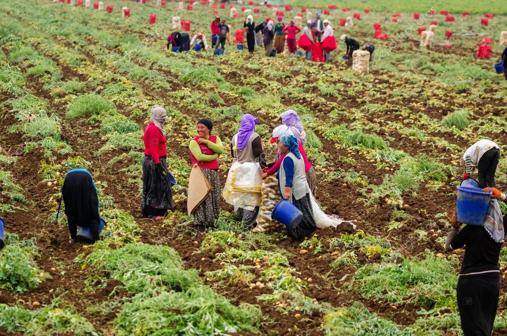 Women workers on plantation – Stock Editorial Photo © capa34 #88287948