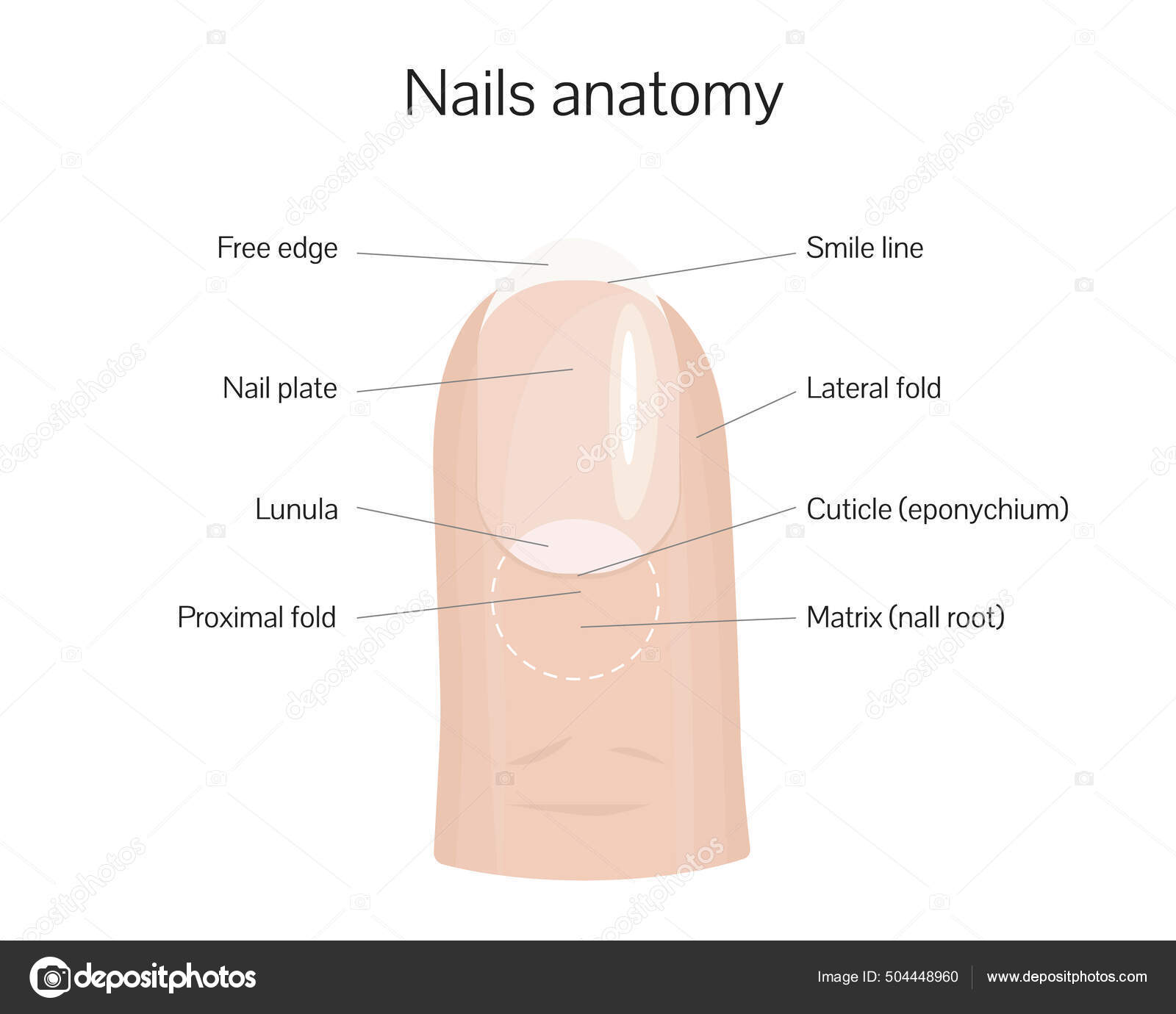 Nail anatomy structure training poster flat style design vector ...