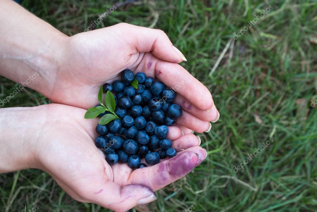 Gathering blueberries in the forest Stock Photo by ©Nadianb 102589454