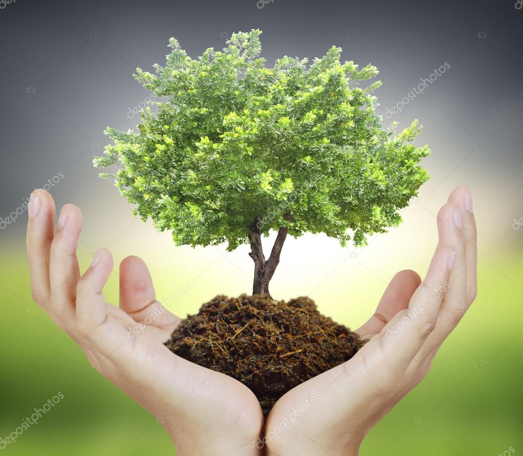 Human hands holding tree — Stock Photo © violetkaipa #122587052