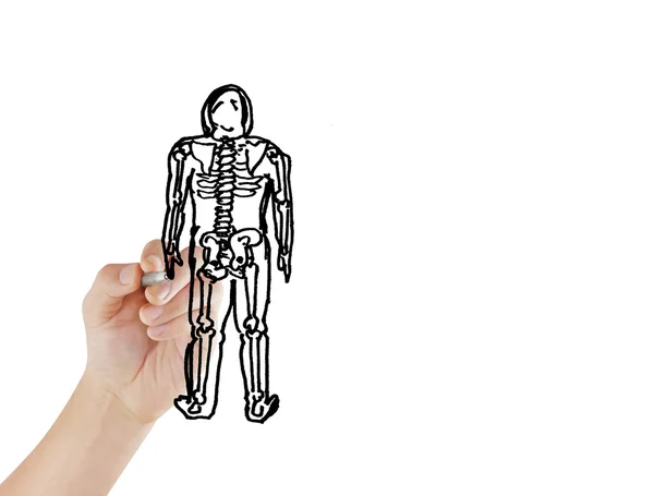Human anatomy cartoon Stock Photos, Royalty Free Human anatomy cartoon ...