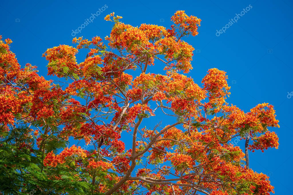 Árbol colorido de verano con flores tropicales rojas sobre fondo azul ...