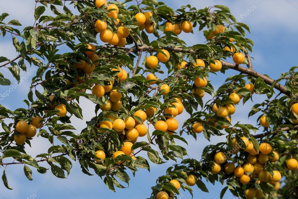 Yellow Plum Trees