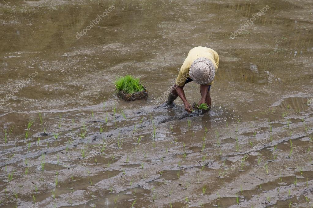 Farmer working hard on rice field in Bali. Indonesia — Stock Photo ...