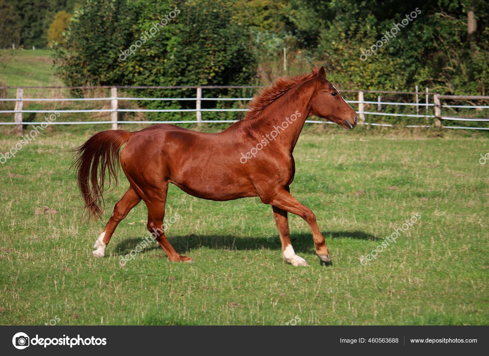 Beautiful Brown Horse Running Paddock — Stock Photo © BiancaGrueneberg ...