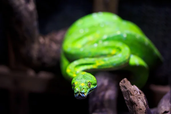Green tree python Stock Photos, Royalty Free Green tree python Images ...