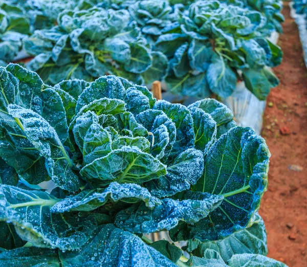 Frosted vegetables in field — Stock Photo © Deerphoto #70505559