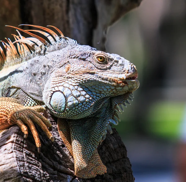 Female Green Iguana — Stock Photo © panuruangjan #41685389