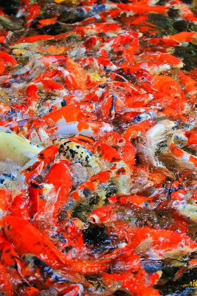 Koi fish In the water — Stock Photo © Deerphoto #135221834