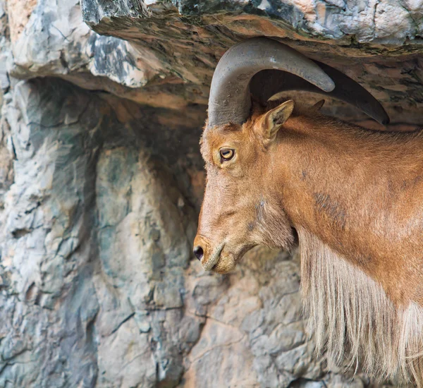 Mountain goat head Stock Photos, Royalty Free Mountain goat head Images ...