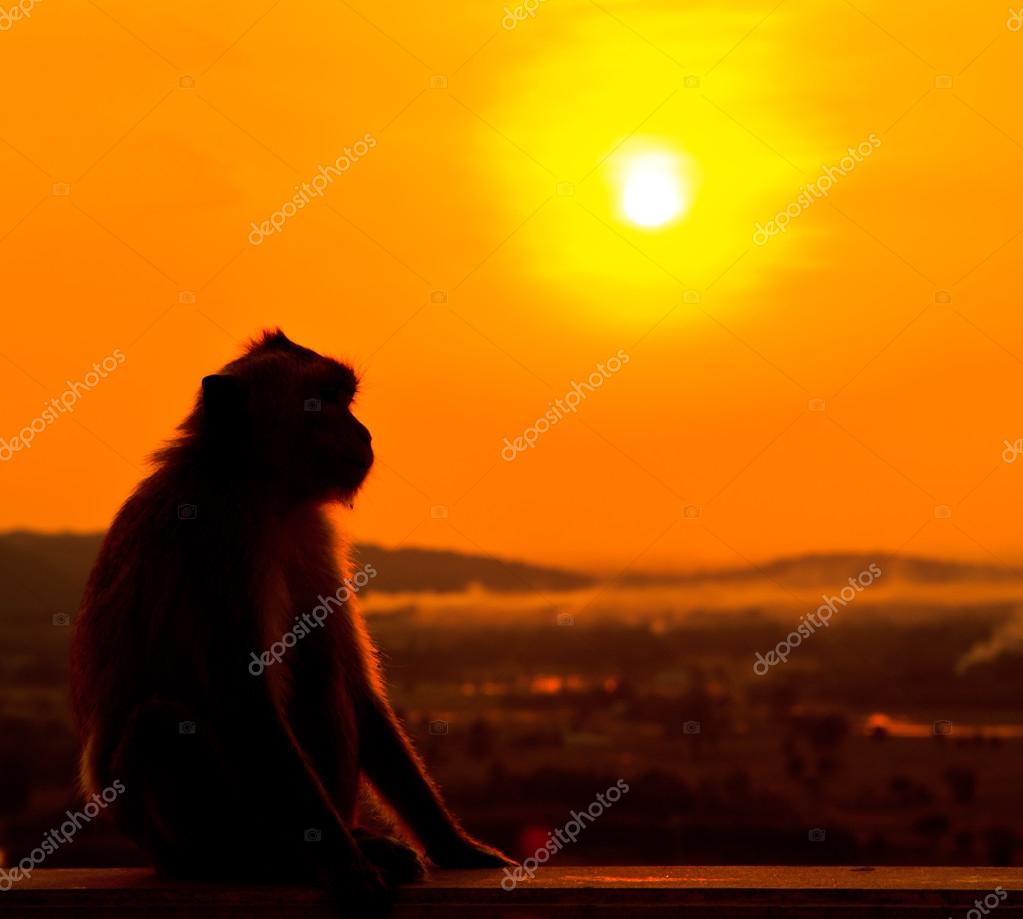 Monkey on sunset background Stock Photo by ©Deerphoto 112423394