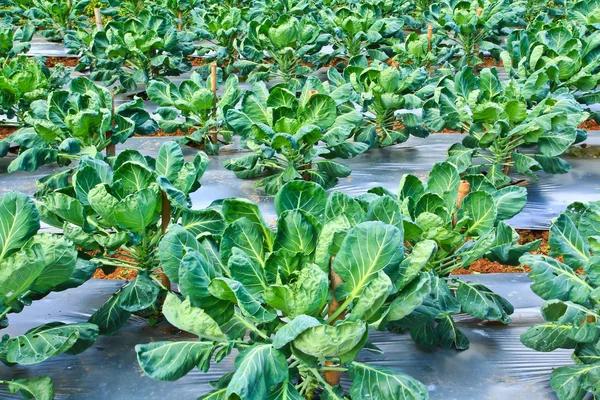 ᐈ Plot stock pictures, Royalty Free plots images | download on ...