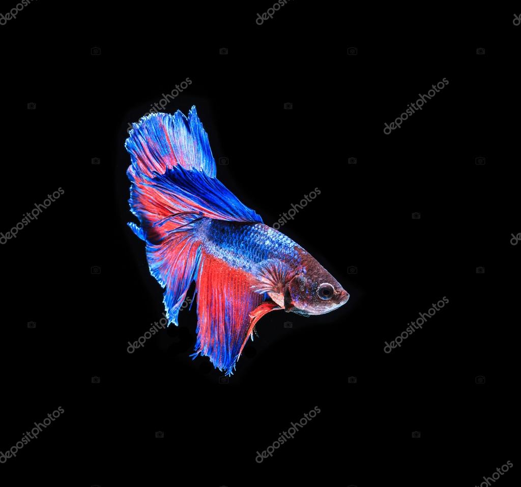Blue fighting fish Stock Illustration by ©Deerphoto #117360782