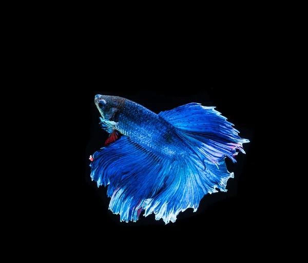 Beautiful fighting fish Stock Photo by ©Deerphoto 120488300