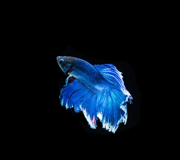Blue fighting fish Stock Photo by ©Deerphoto 117360868