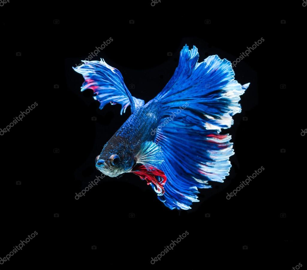 Beautiful fighting fish Stock Photo by ©Deerphoto 120488300