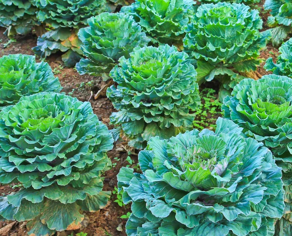 Cabbage varieties Stock Photos, Royalty Free Cabbage varieties Images ...