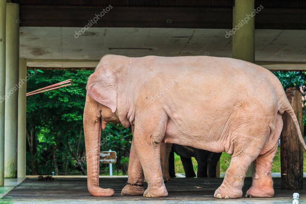 White elephant Stock Photo by ©Deerphoto 55170469