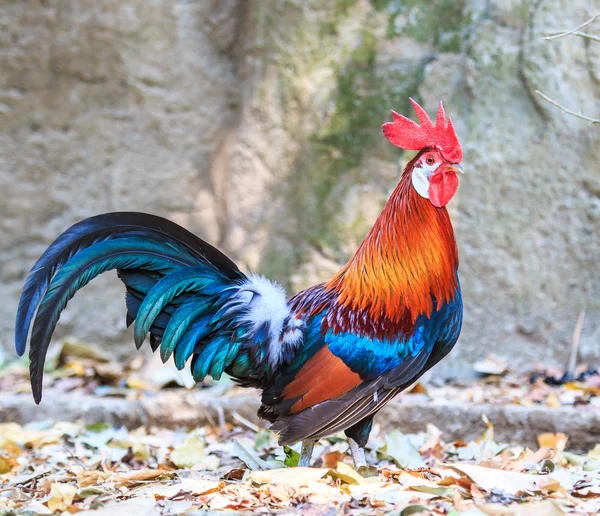 Cola de gallo fotos de stock, imágenes de Cola de gallo sin royalties ...