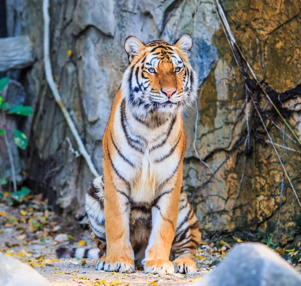 Beautiful Orange tiger Stock Photo by ©Deerphoto 66023179