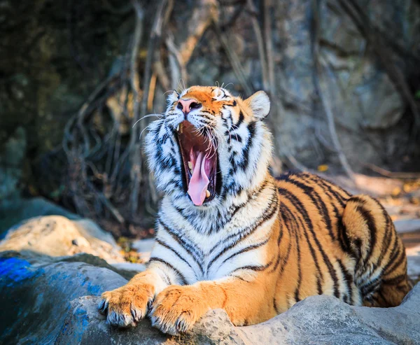 Beautiful Orange tiger Stock Photo by ©Deerphoto 66023179