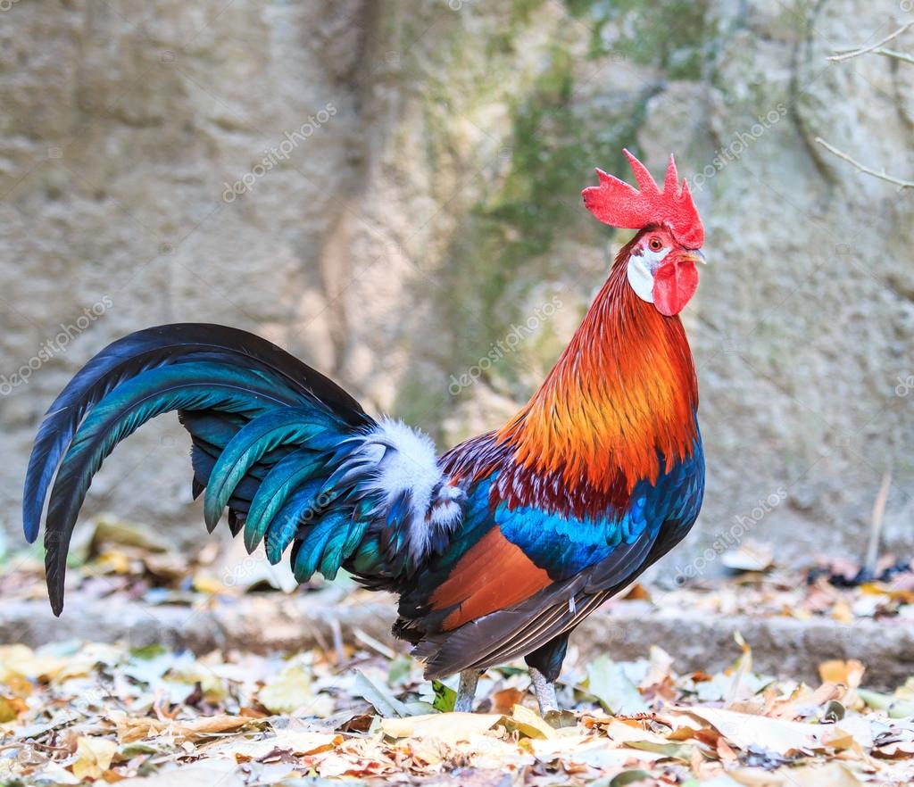 Bantam bird — Stock Photo © Deerphoto #55297449