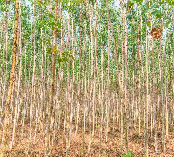 Eucalyptus forest Images - Search Images on Everypixel